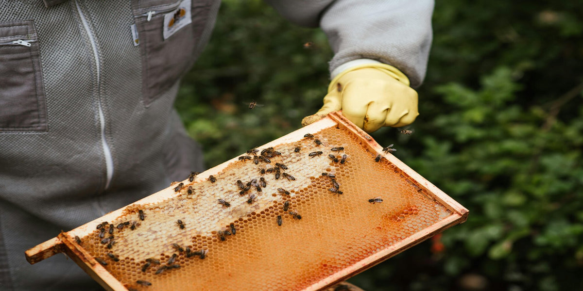 A Beginner's Guide to Beekeeping: Step-by-Step Tips for Success ...